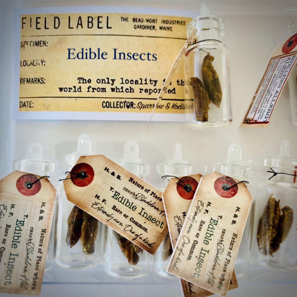 CRISPY CRICKETS. – Sparrow & Kodiak Adventures